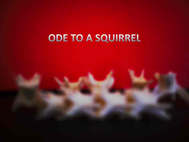Ode to a Squirrel – Incipio Modo